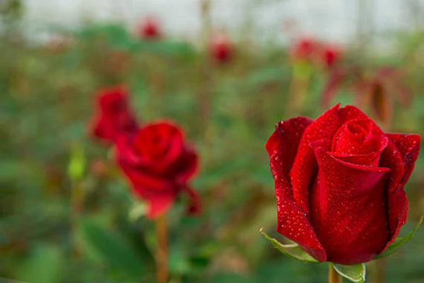 Exploring the World of Wild Roses: Adaptable and Beautiful Species ...